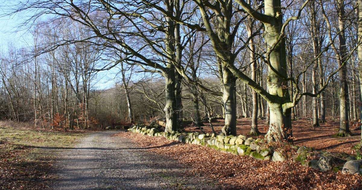 Skove